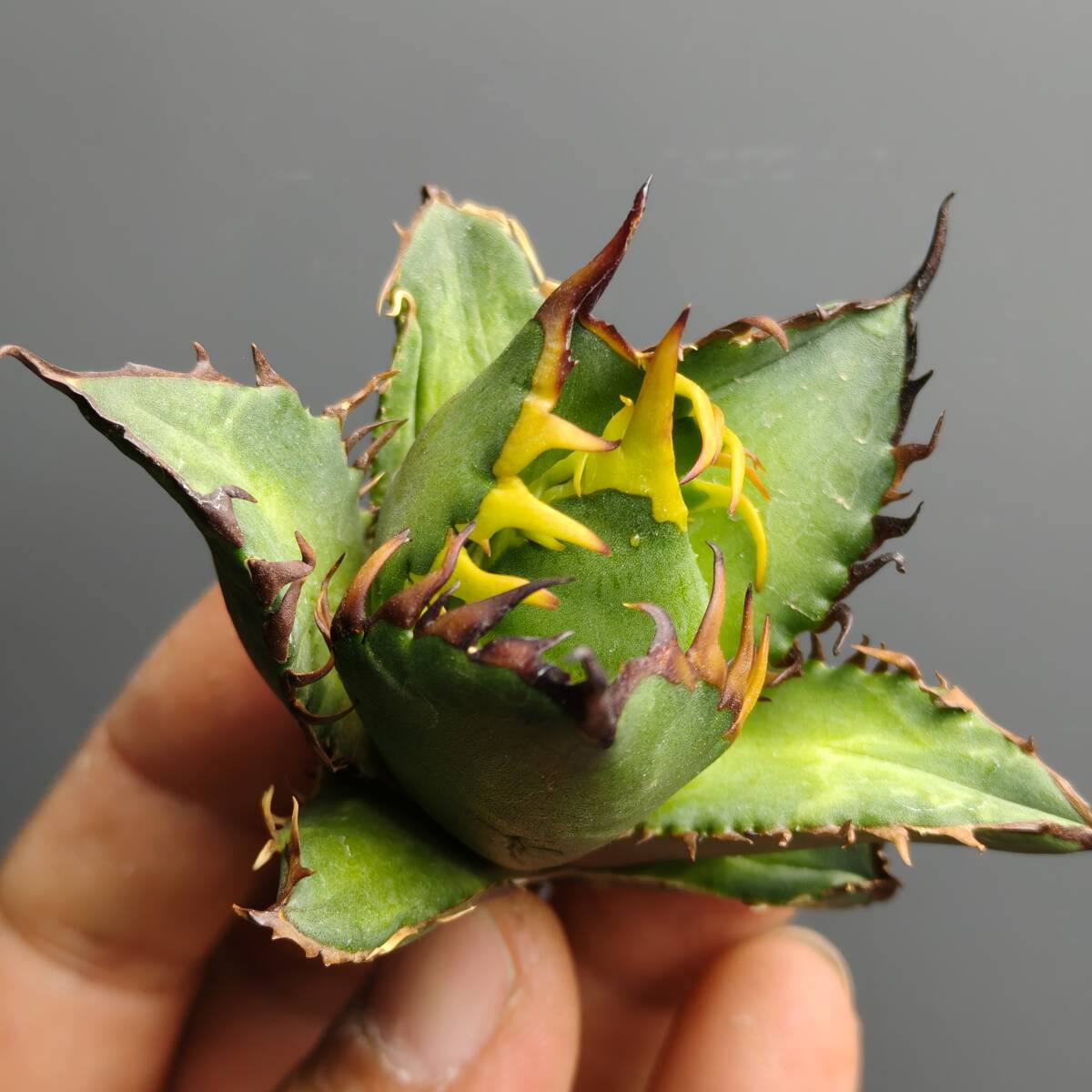 Yahoo!オークション - 【龍園觀】No.A89 特選 アガベ チタノタ レッド...