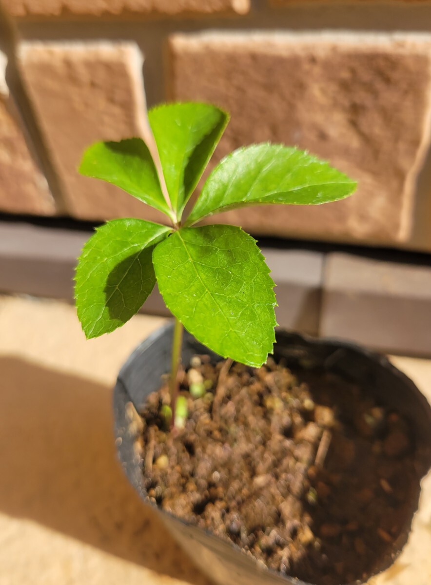 Yahoo!オークション - クリスマスローズ苗 ddクロアチhyb小輪 セ...