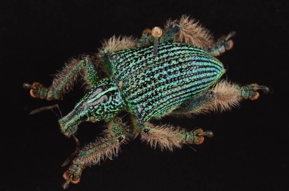 Yahoo!オークション - 【花滝】脚の毛の状態最高 コウテイナンベイホセ...