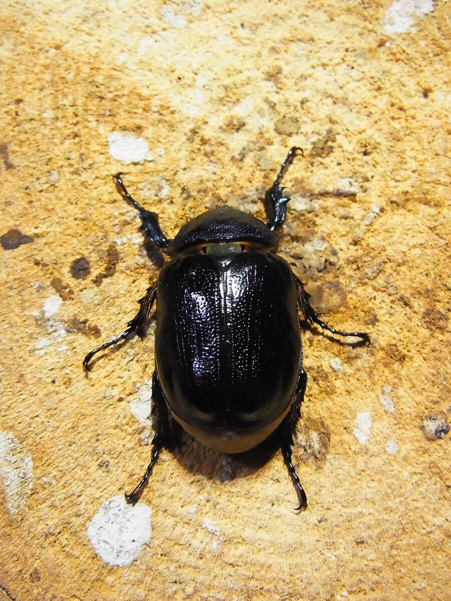 Yahoo!オークション - (Dy.OKYM) ボグティヒメゾウカブト 後食済 同腹...