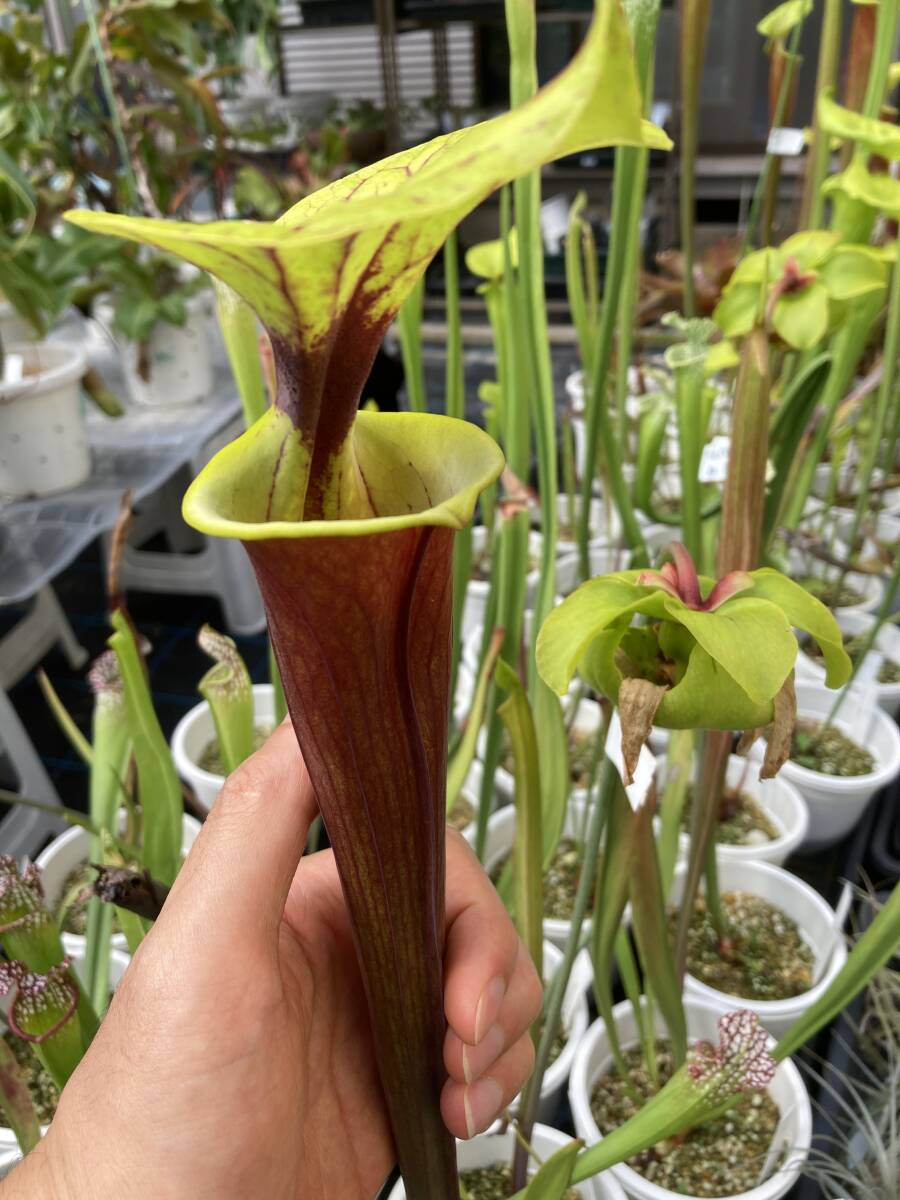 Yahoo!オークション - Sarracenia flava var.rubricorpora MK-F26 サラ...