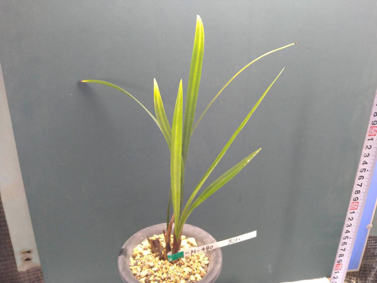Yahoo!オークション - M-480 日向寒蘭 ・栽培棚整理品・登録品 ・大八