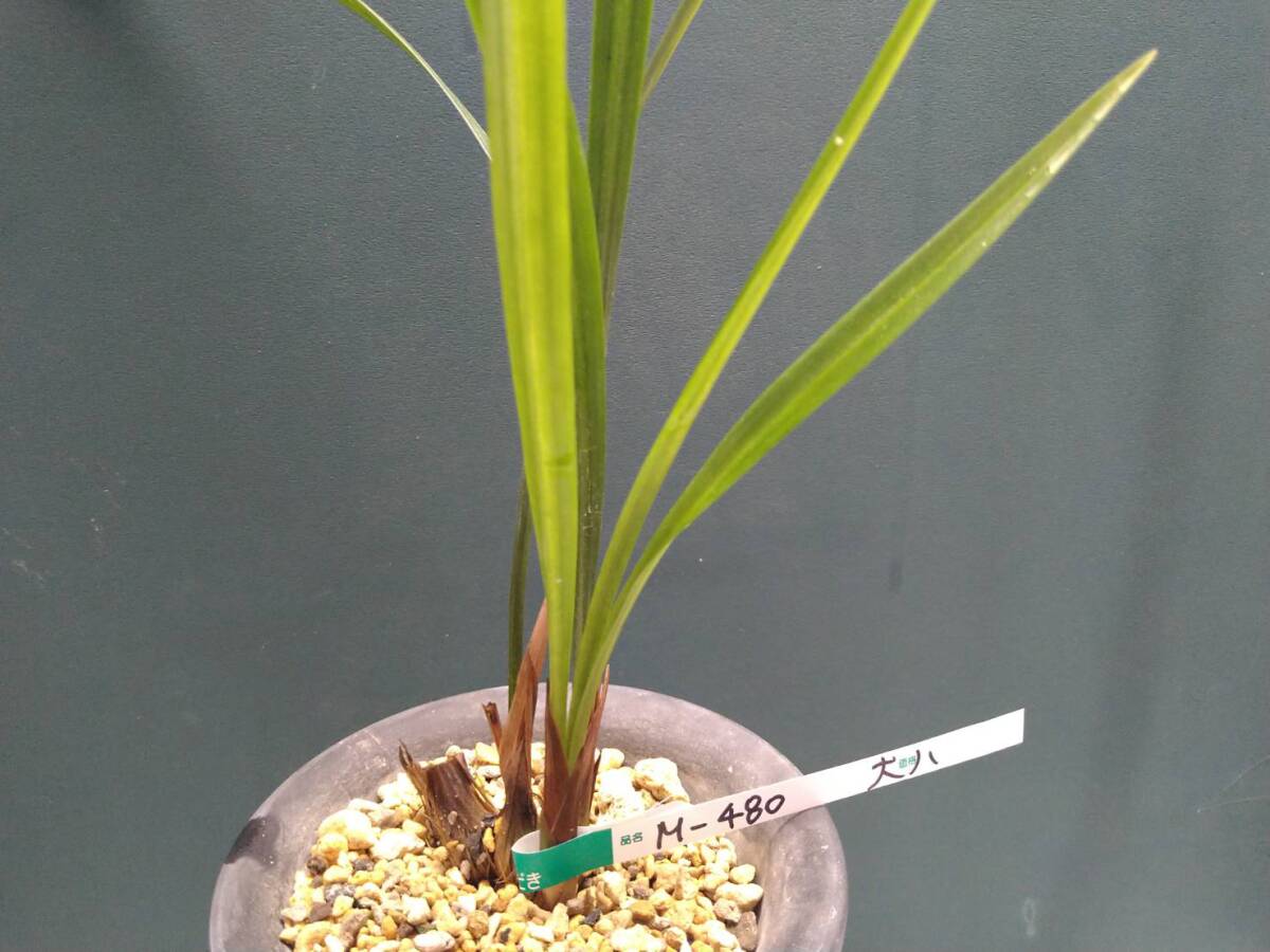 Yahoo!オークション - M-480 日向寒蘭 ・栽培棚整理品・登録品 ・大八