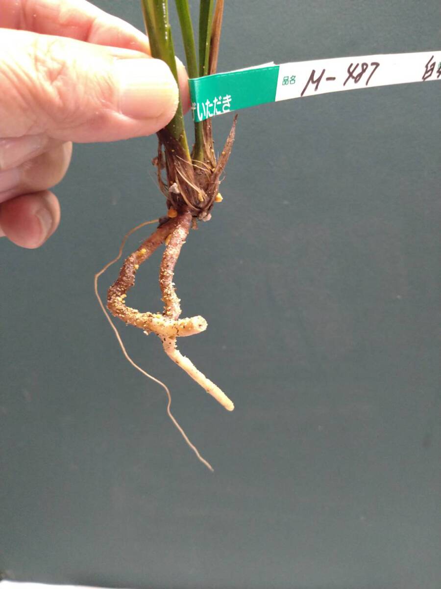 Yahoo!オークション - M-487 日向寒蘭 ・栽培棚整理品・登録品・白妙