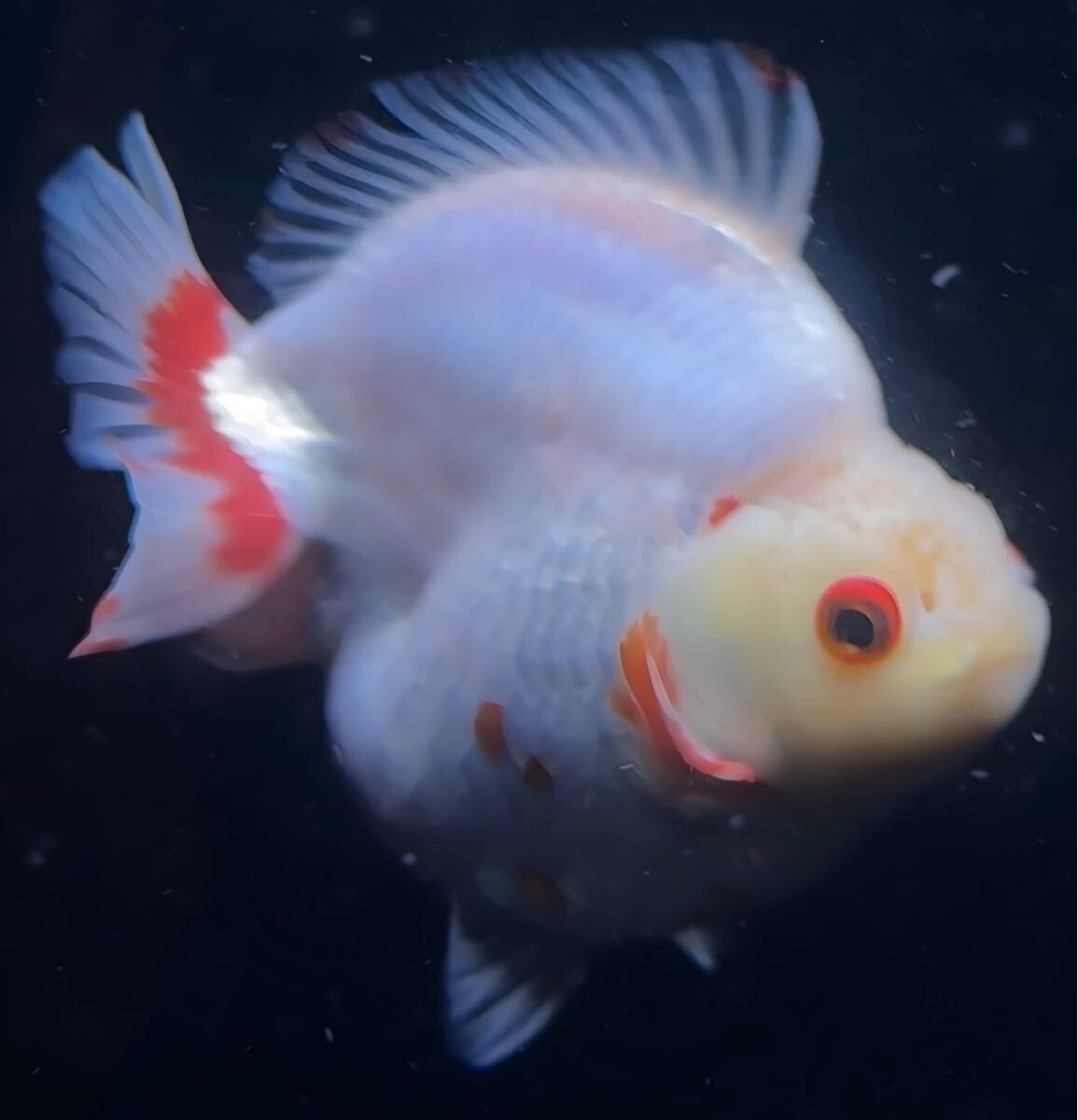 Yahoo!オークション - i3 [フィッシュマスターオカ]極上極美 中国産超...