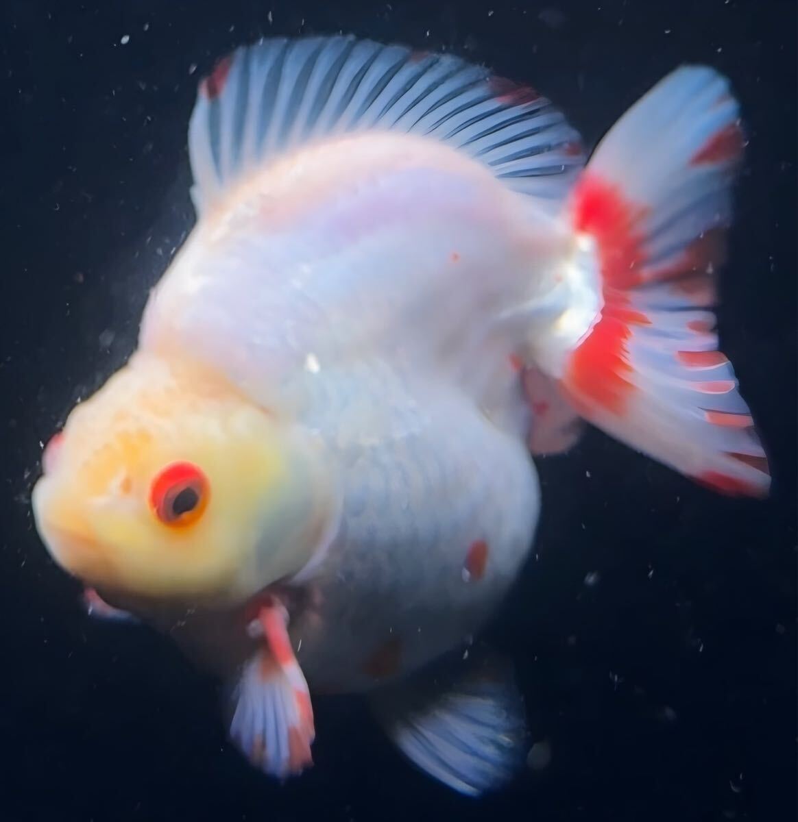 Yahoo!オークション - i3 [フィッシュマスターオカ]極上極美 中国産超...