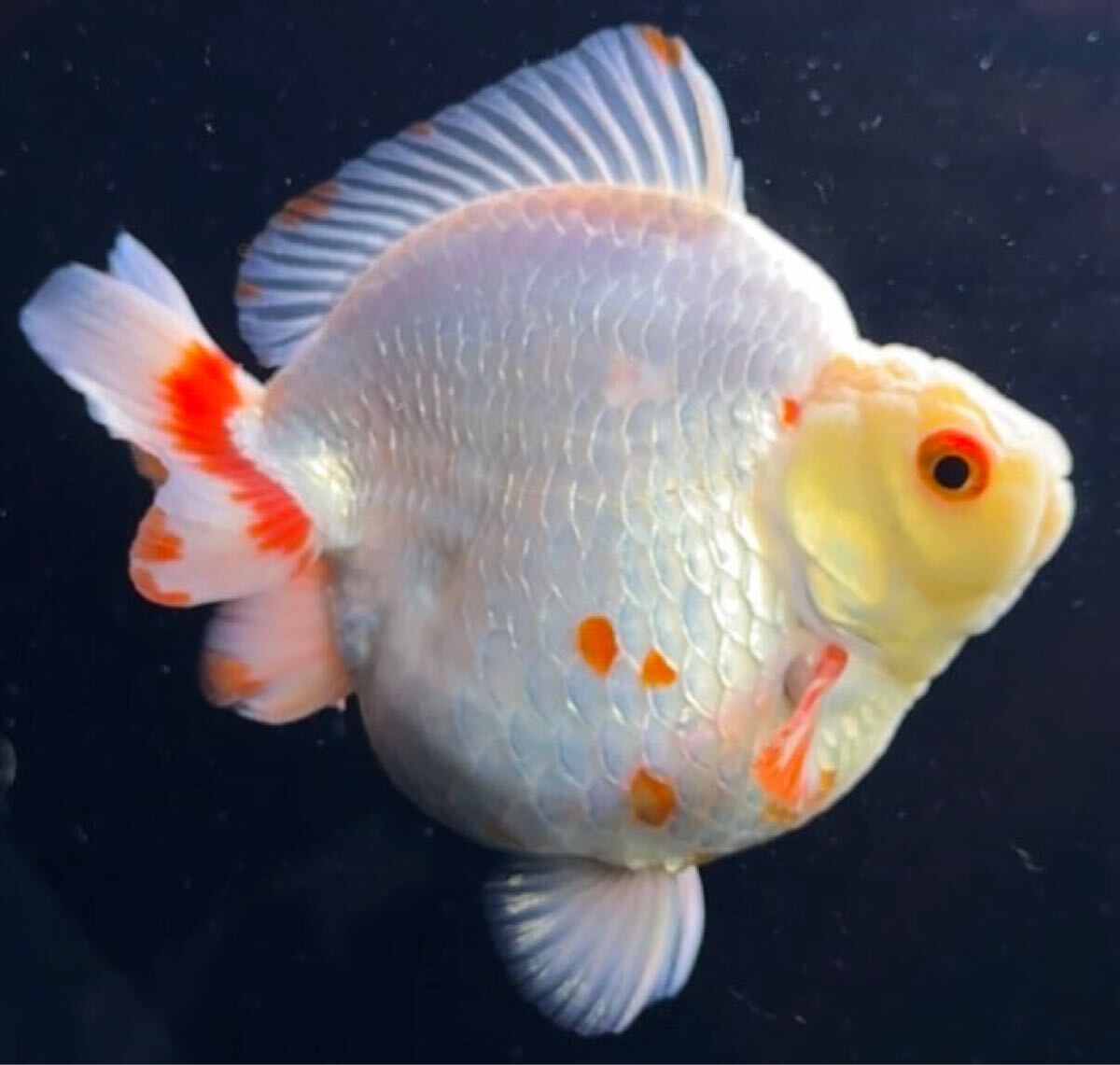 Yahoo!オークション - i3 [フィッシュマスターオカ]極上極美 中国産超...