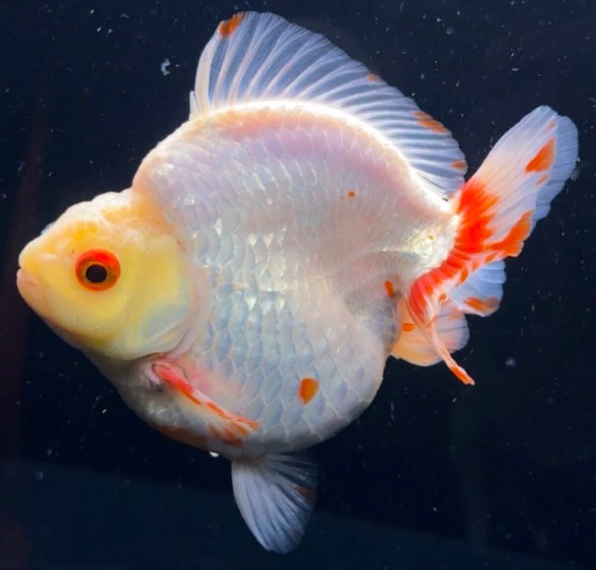 Yahoo!オークション - i3 [フィッシュマスターオカ]極上極美 中国産超...