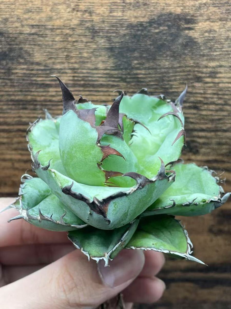 Yahoo!オークション - Y3-2【龍球会産】アガベBB極上藍鯨 濃黒棘 強棘 ...