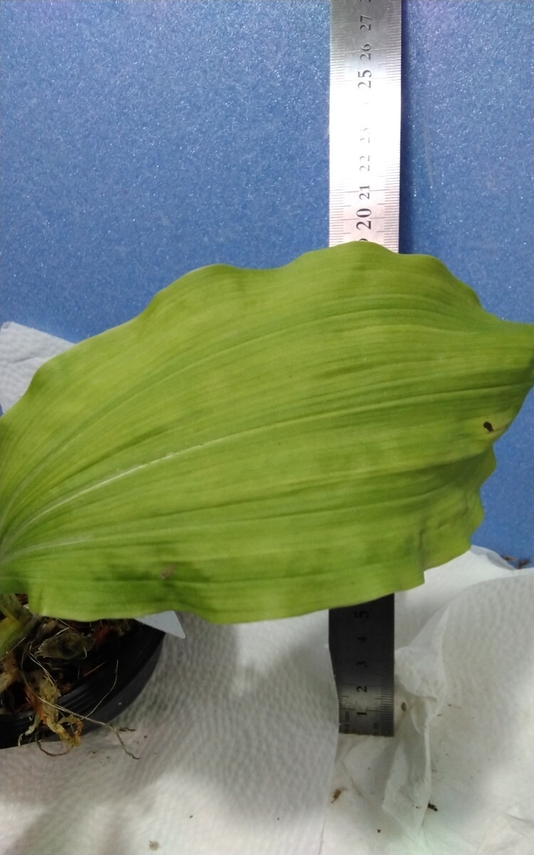 Yahoo!オークション - 颯 カッパ黒×D51 未開花中苗60（えびね・エビ...