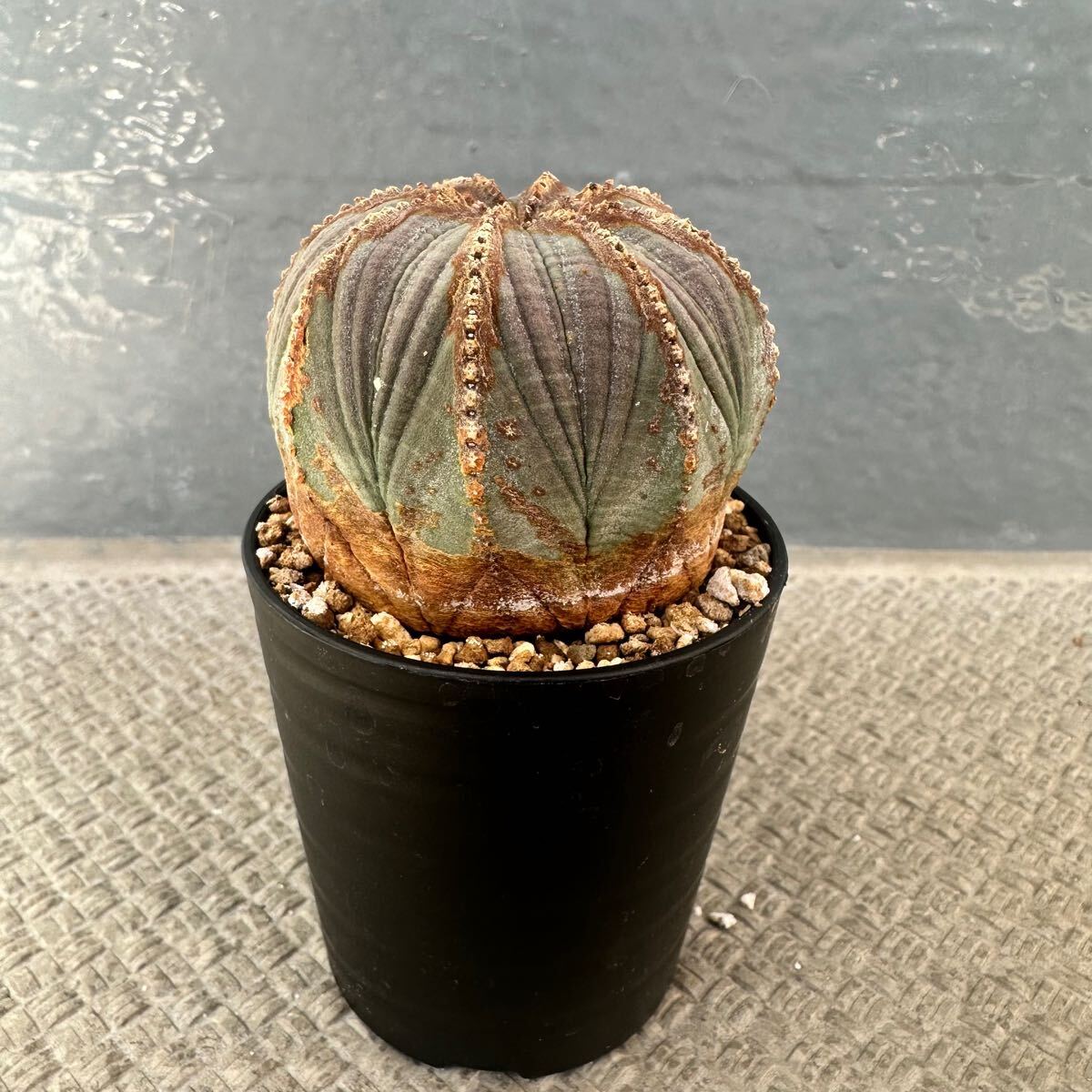 Yahoo!オークション - Euphorbia obesa ユーフォルビア オベサ ⑦