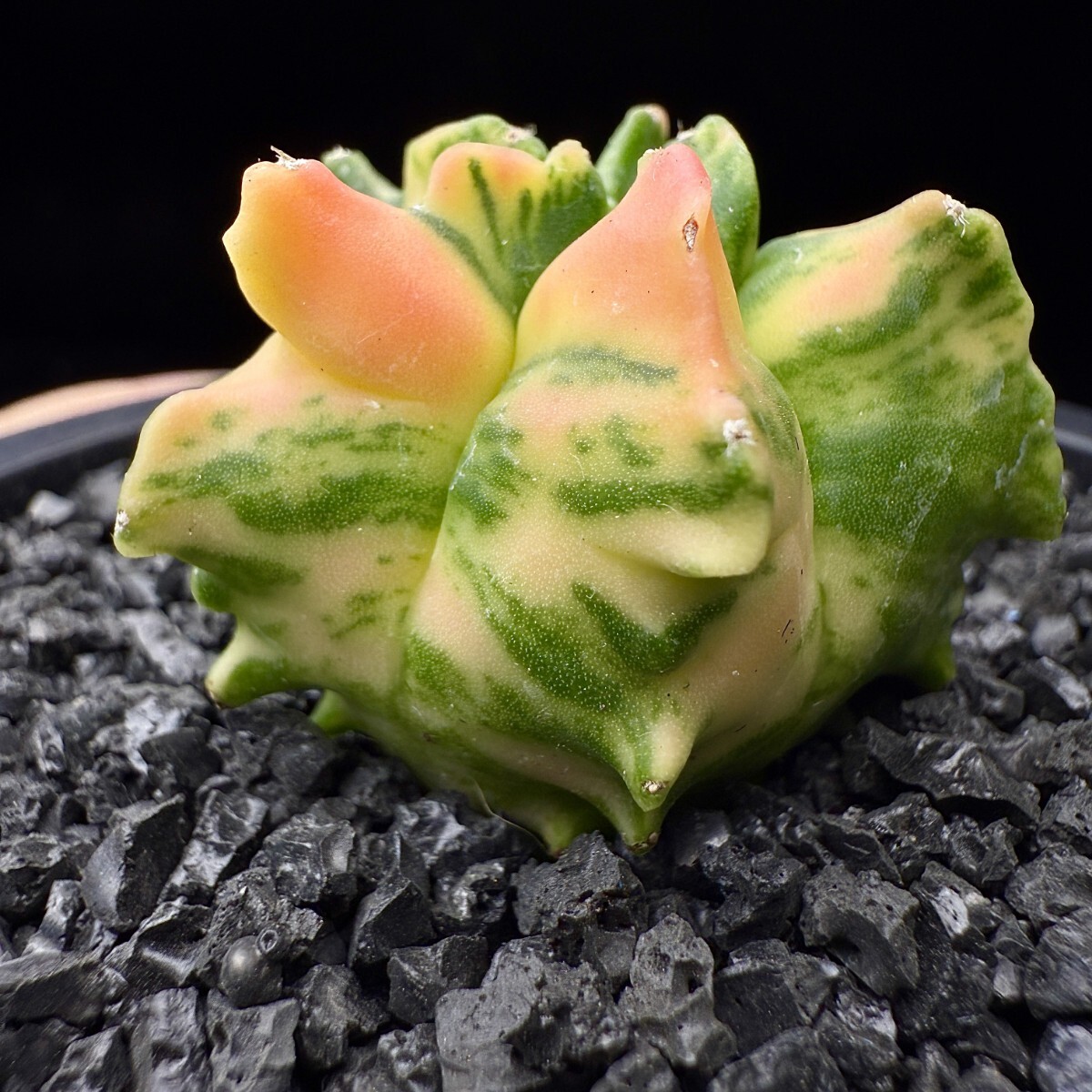 Yahoo!オークション - 9Kタイ輸入株 アストロフィツム 角鸞鳳玉錦 Astr...