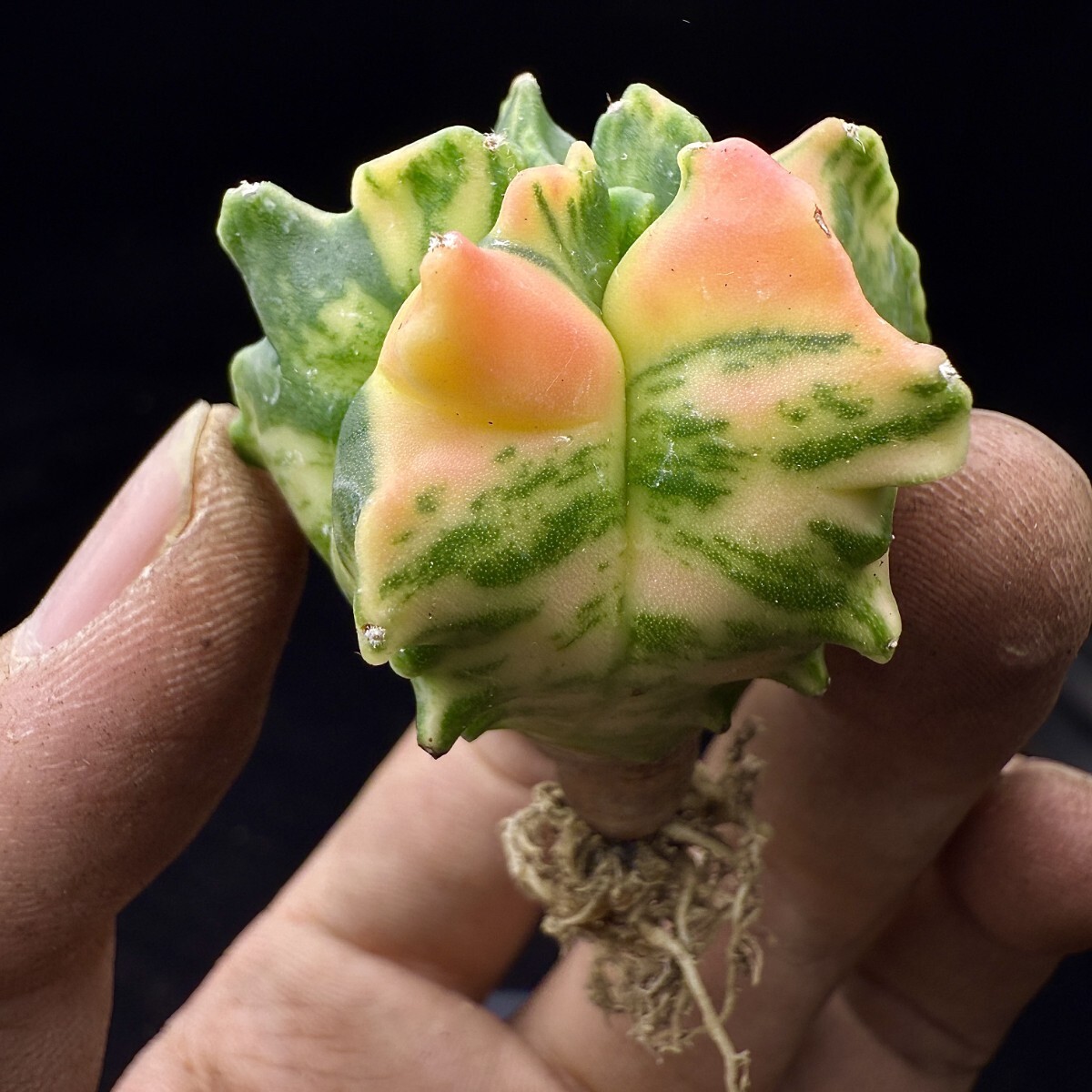 Yahoo!オークション - 9Kタイ輸入株 アストロフィツム 角鸞鳳玉錦 Astr...