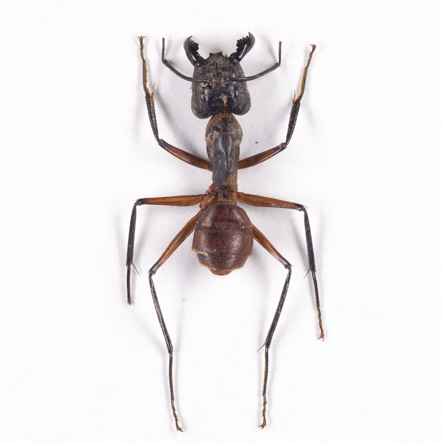 Yahoo!オークション - C. gigas 03B ギガスオオアリ標本 カリマンタン