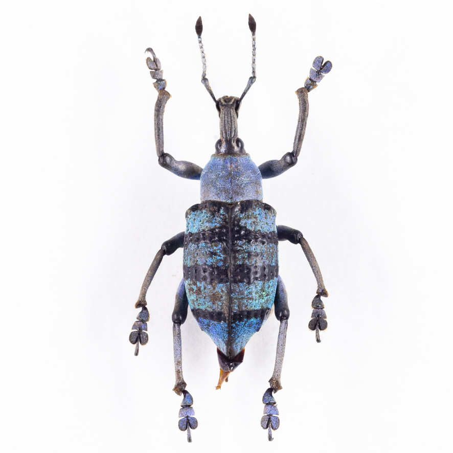 Yahoo!オークション - E. schoenherri 33B (アルファック産)ショーエン...