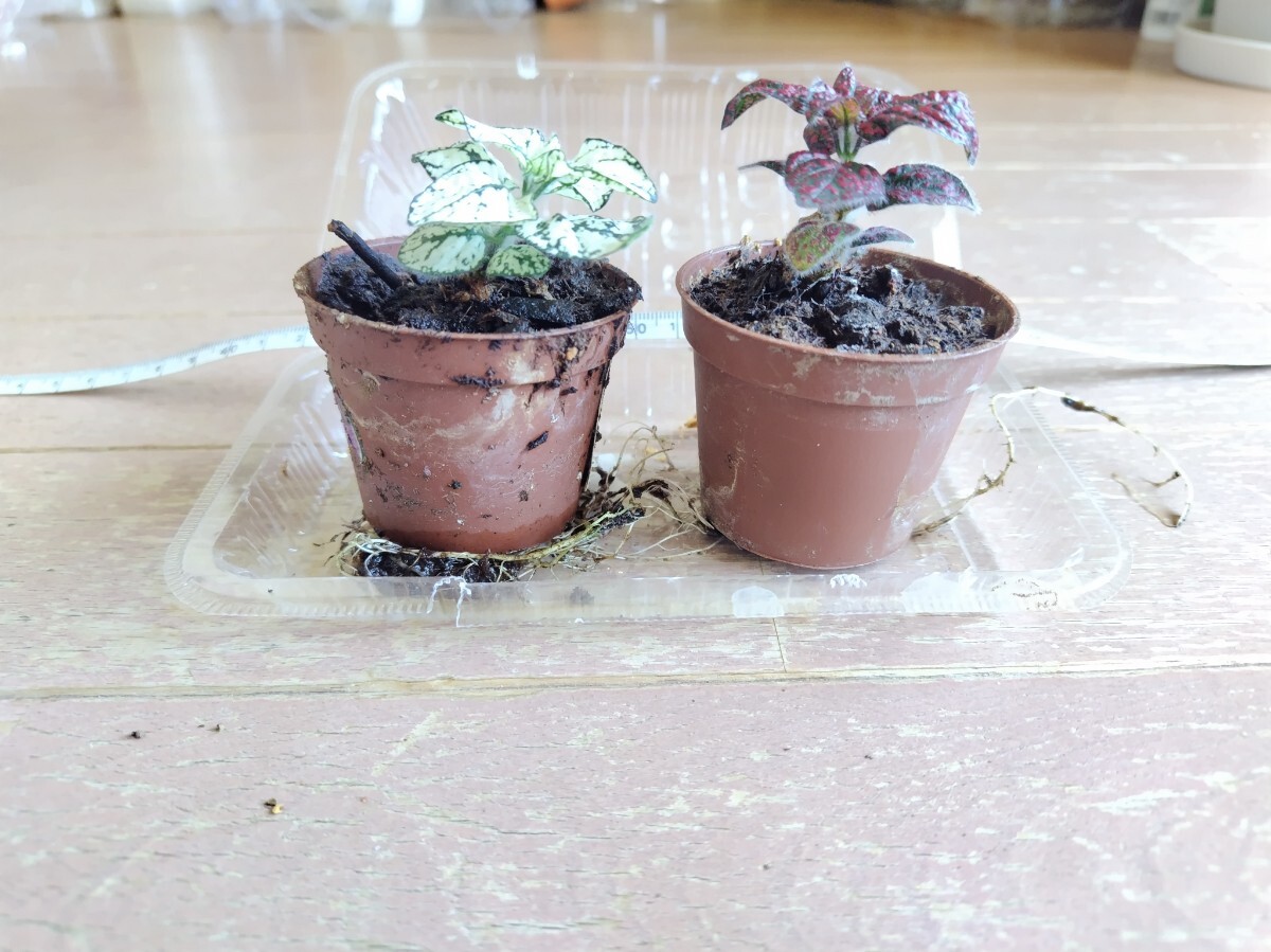 Yahoo!オークション - ヒポエステス ホワイト レッドを1株ずつ (写真の...