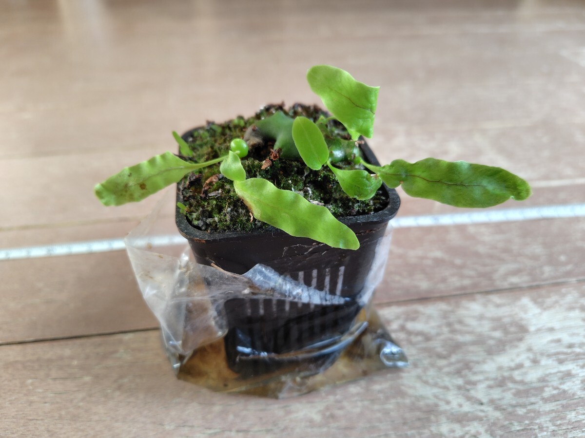 Yahoo!オークション - Lecanopteris celebica レカノプテリス セレビカ...