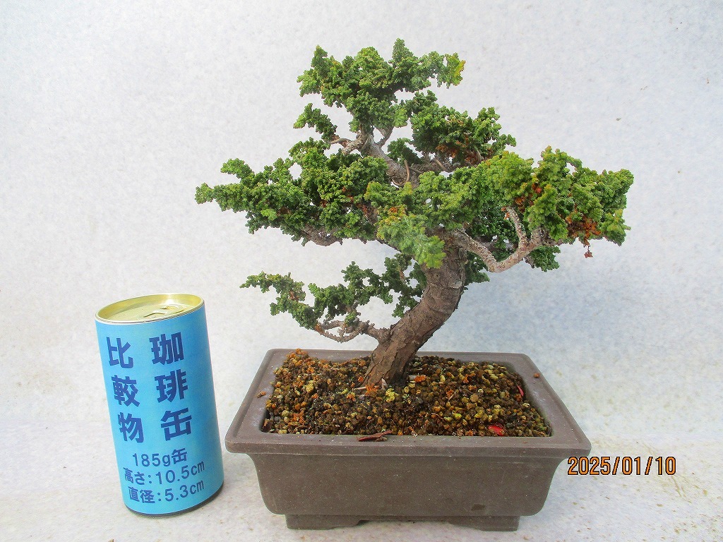 Yahoo!オークション - [讃岐屋緑兵衛]石化ヒノキ(01330長方鉢)全高 26...