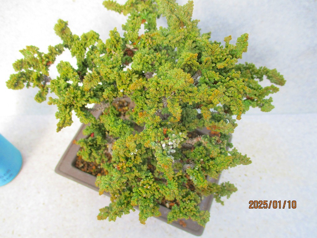 Yahoo!オークション - [讃岐屋緑兵衛]石化ヒノキ(01330長方鉢)全高 26...