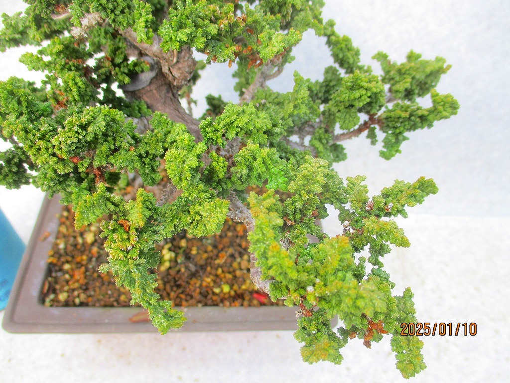 Yahoo!オークション - [讃岐屋緑兵衛]石化ヒノキ(01330長方鉢)全高 26...