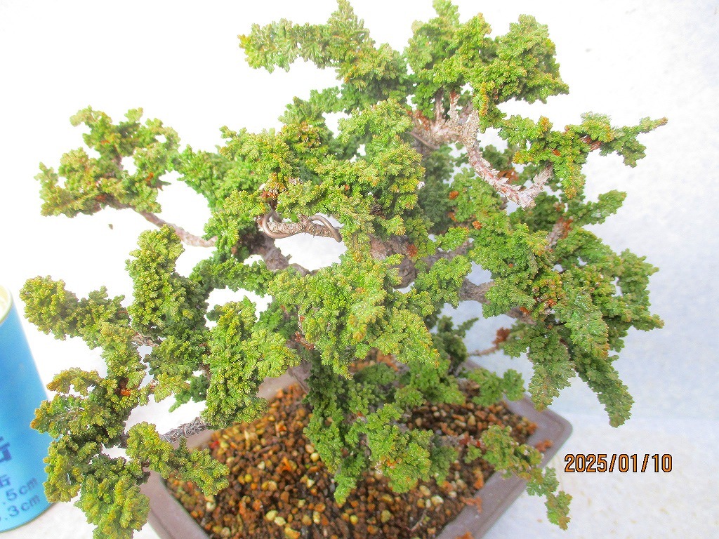 Yahoo!オークション - [讃岐屋緑兵衛]石化ヒノキ(01330長方鉢)全高 26...