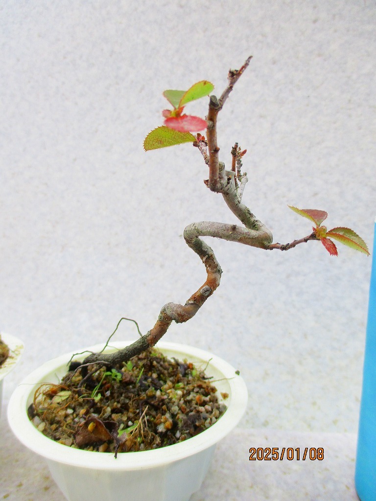 Yahoo!オークション - [讃岐屋緑兵衛]カリン 2点組(01191丸鉢)全高 15...