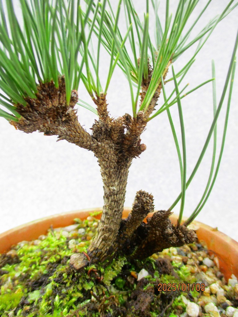 Yahoo!オークション - [讃岐屋緑兵衛]扇松(01211駄温鉢)全高 23㎝ 同梱...