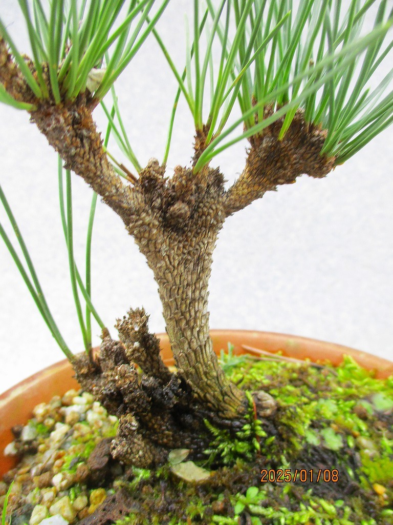 Yahoo!オークション - [讃岐屋緑兵衛]扇松(01211駄温鉢)全高 23㎝ 同梱...