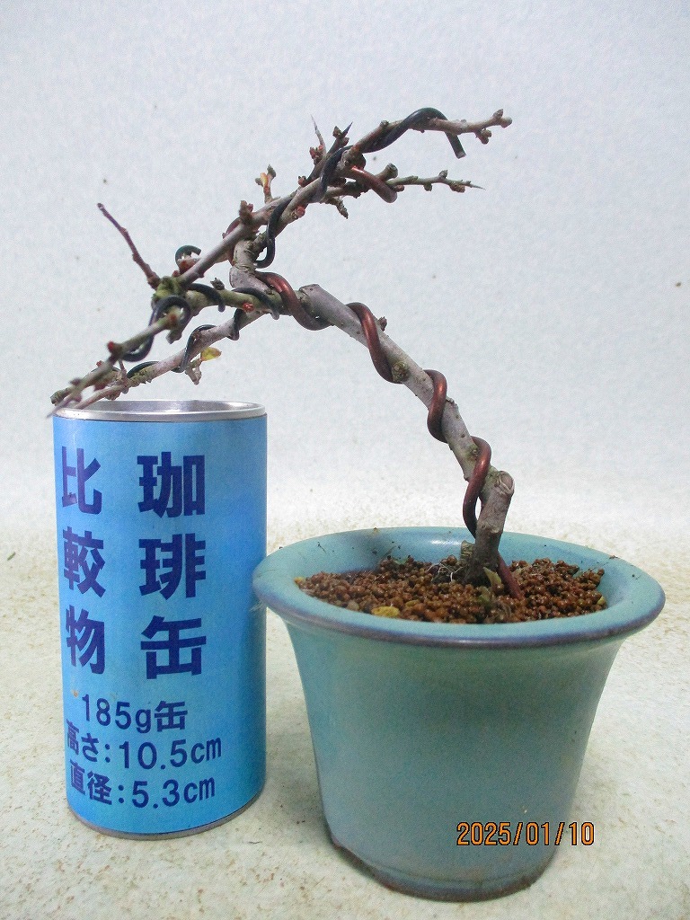 Yahoo!オークション - [讃岐屋緑兵衛]長寿梅(01449均釉丸鉢)全高 18㎝