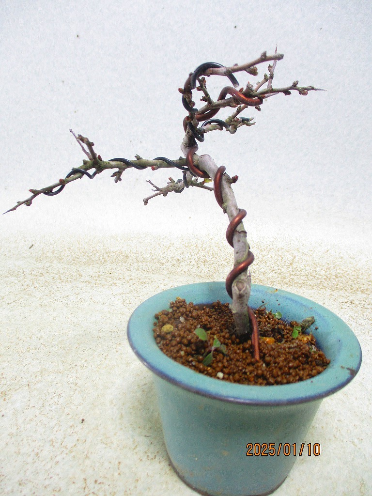 Yahoo!オークション - [讃岐屋緑兵衛]長寿梅(01449均釉丸鉢)全高 18㎝