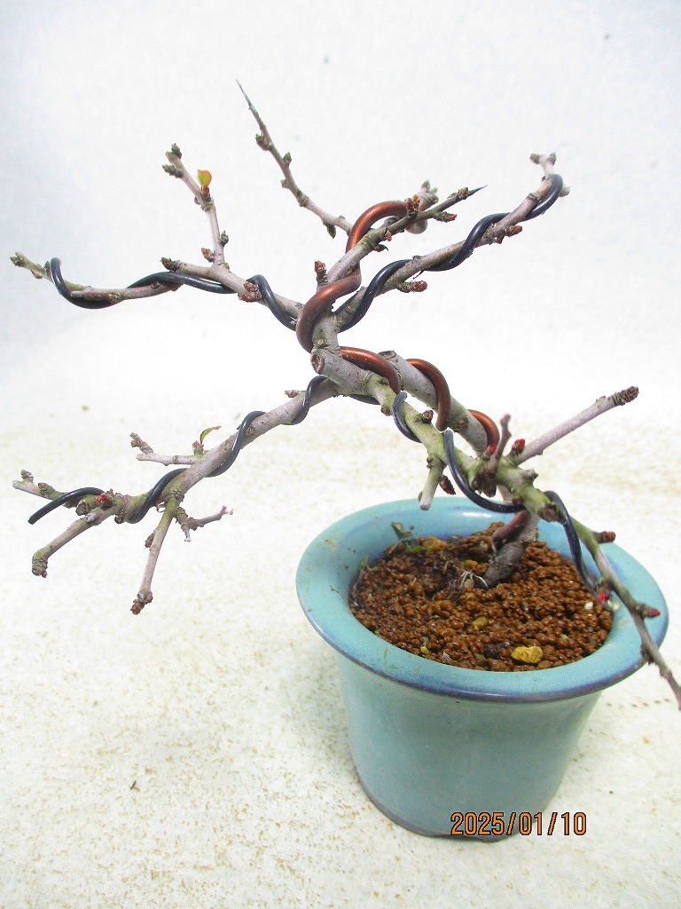 Yahoo!オークション - [讃岐屋緑兵衛]長寿梅(01449均釉丸鉢)全高 18㎝