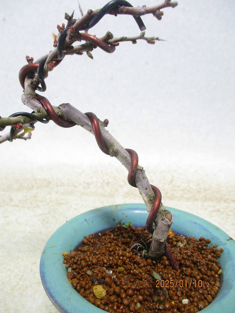 Yahoo!オークション - [讃岐屋緑兵衛]長寿梅(01449均釉丸鉢)全高 18㎝