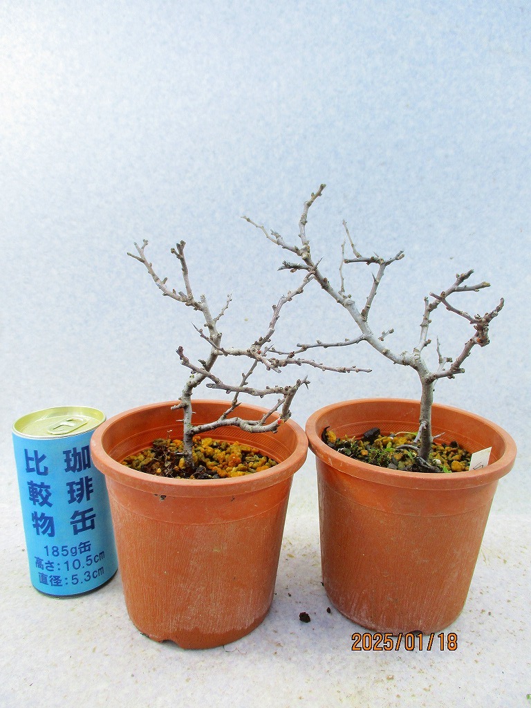 Yahoo!オークション - [讃岐屋緑兵衛]長寿梅 2色組 赤/白(01994茶丸プ...