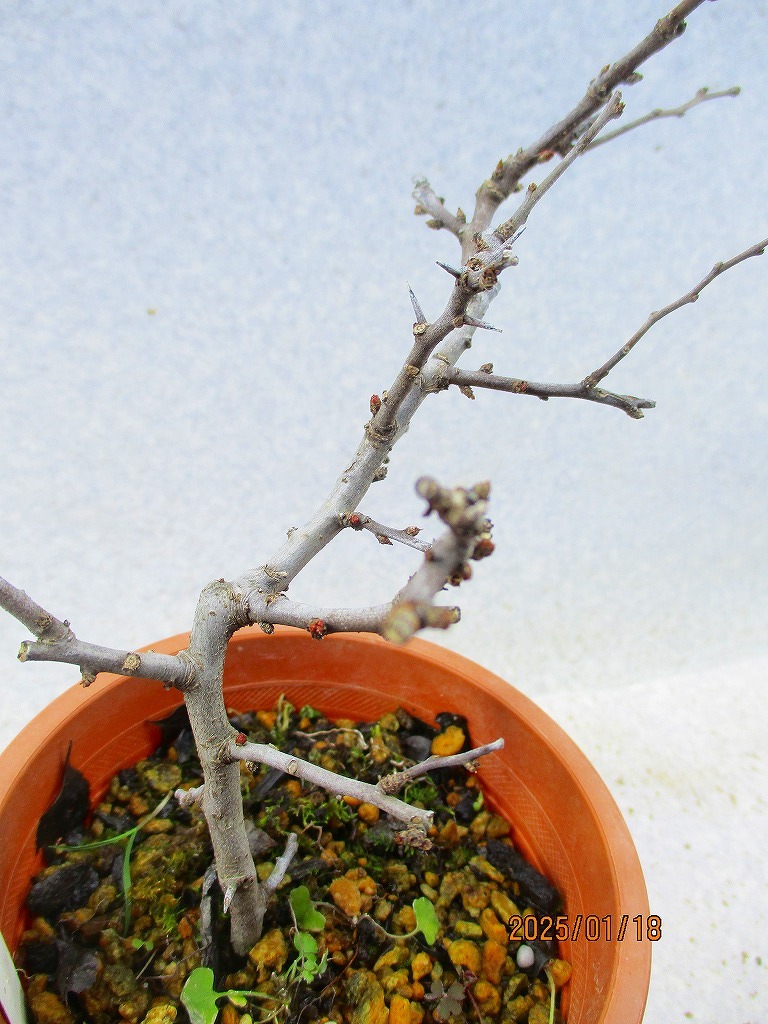 Yahoo!オークション - [讃岐屋緑兵衛]長寿梅 2色組 赤/白(01994茶丸プ...