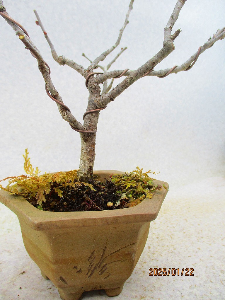 Yahoo!オークション - [讃岐屋緑兵衛]長寿梅 赤花(011099六角鉢)全高 2...