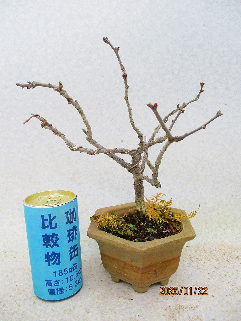 Yahoo!オークション - [讃岐屋緑兵衛]長寿梅 赤花(011099六角鉢)全高 2...