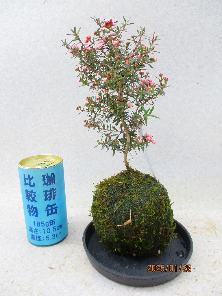 Yahoo!オークション - [讃岐屋緑兵衛]ギョリュウバイ 苔玉(011608)全高...