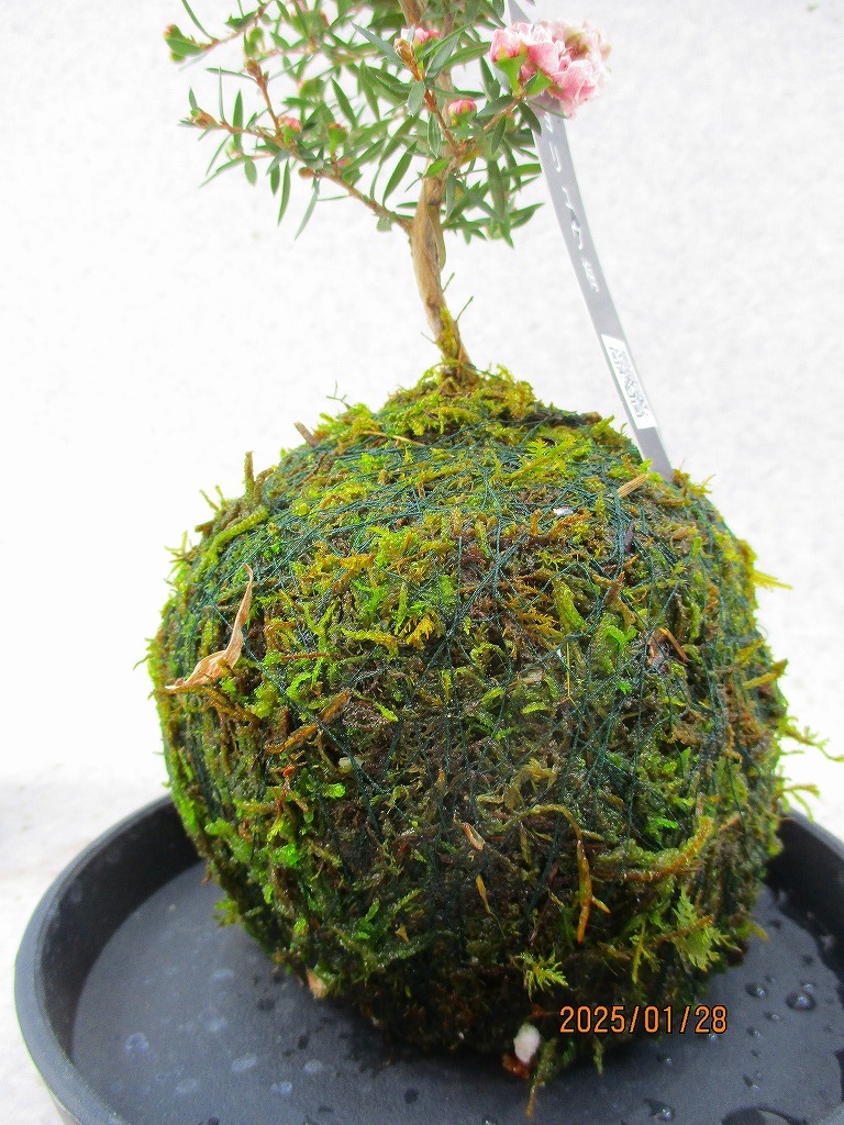 Yahoo!オークション - [讃岐屋緑兵衛]ギョリュウバイ 苔玉(011608)全高...