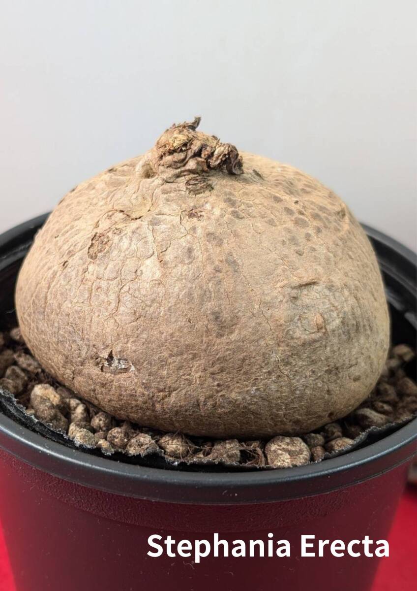 塊根植物 コーデックス stephania erecta ステファニア エレクタ 5月発葉 Big Size N-136(観葉植物)｜売買されたオークション情報、yahooの商品情報を ...