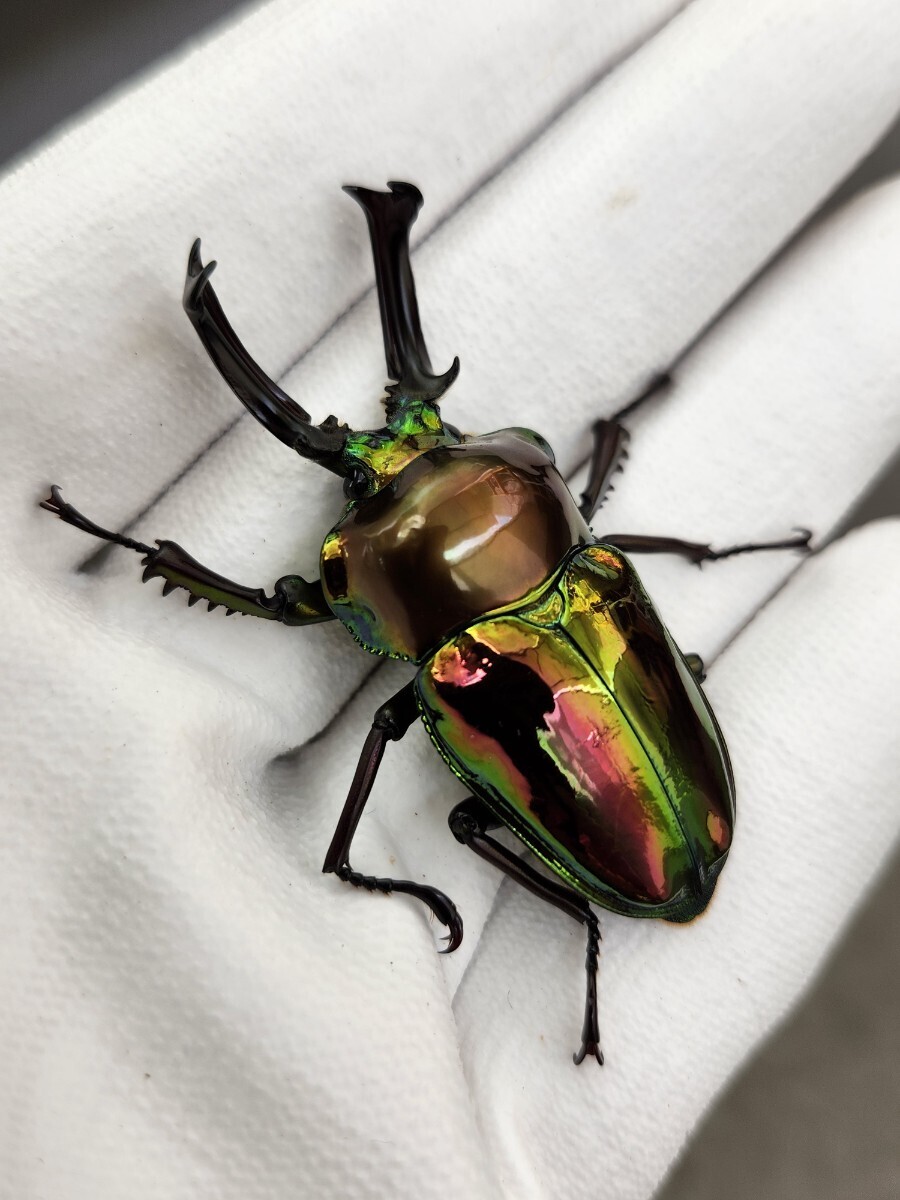 Yahoo!オークション - 【radiant】本家RTNニジイロピカール♂♀ペア② ...