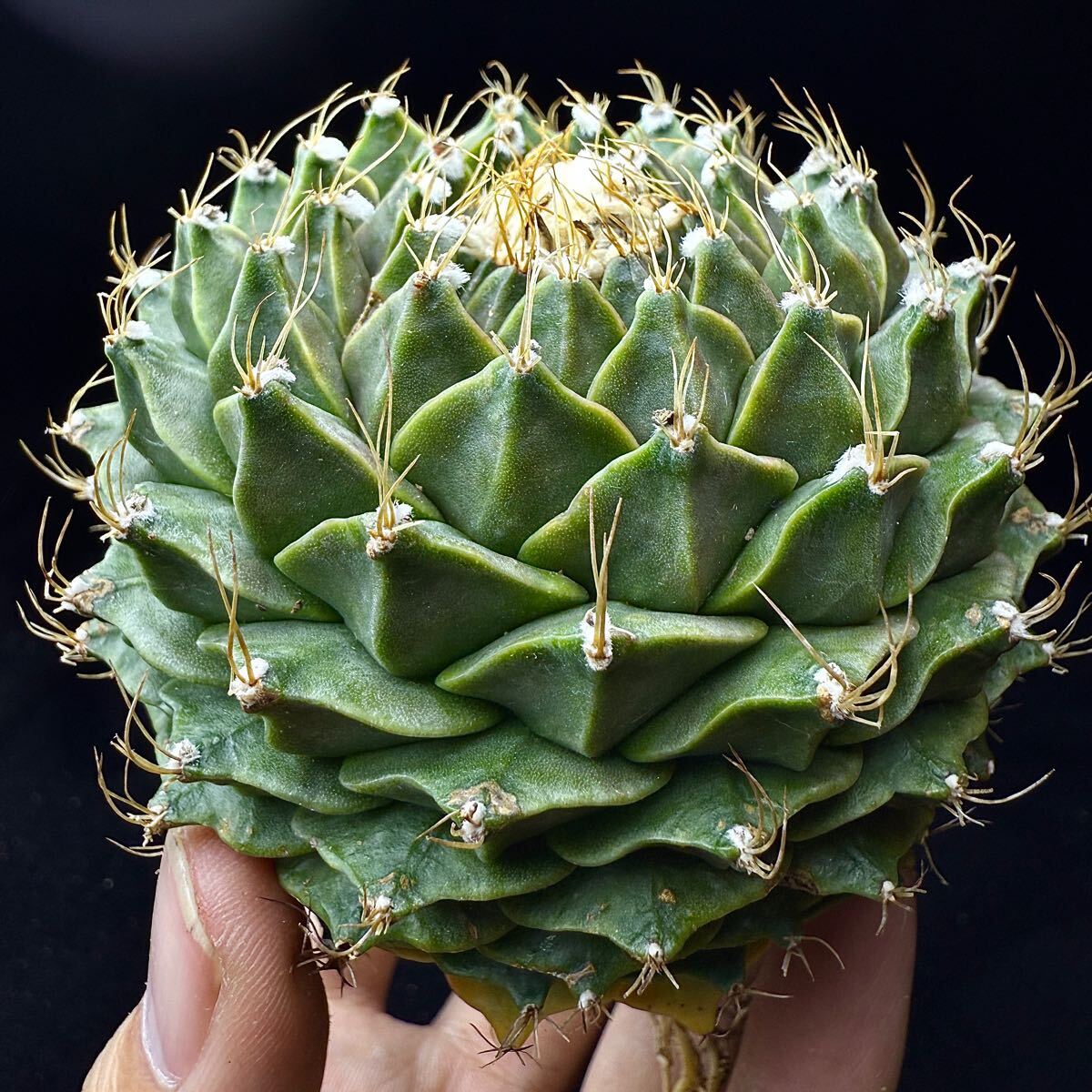 Yahoo!オークション - 248E オブレゴニア 帝冠Obregonia denegrii f.va...