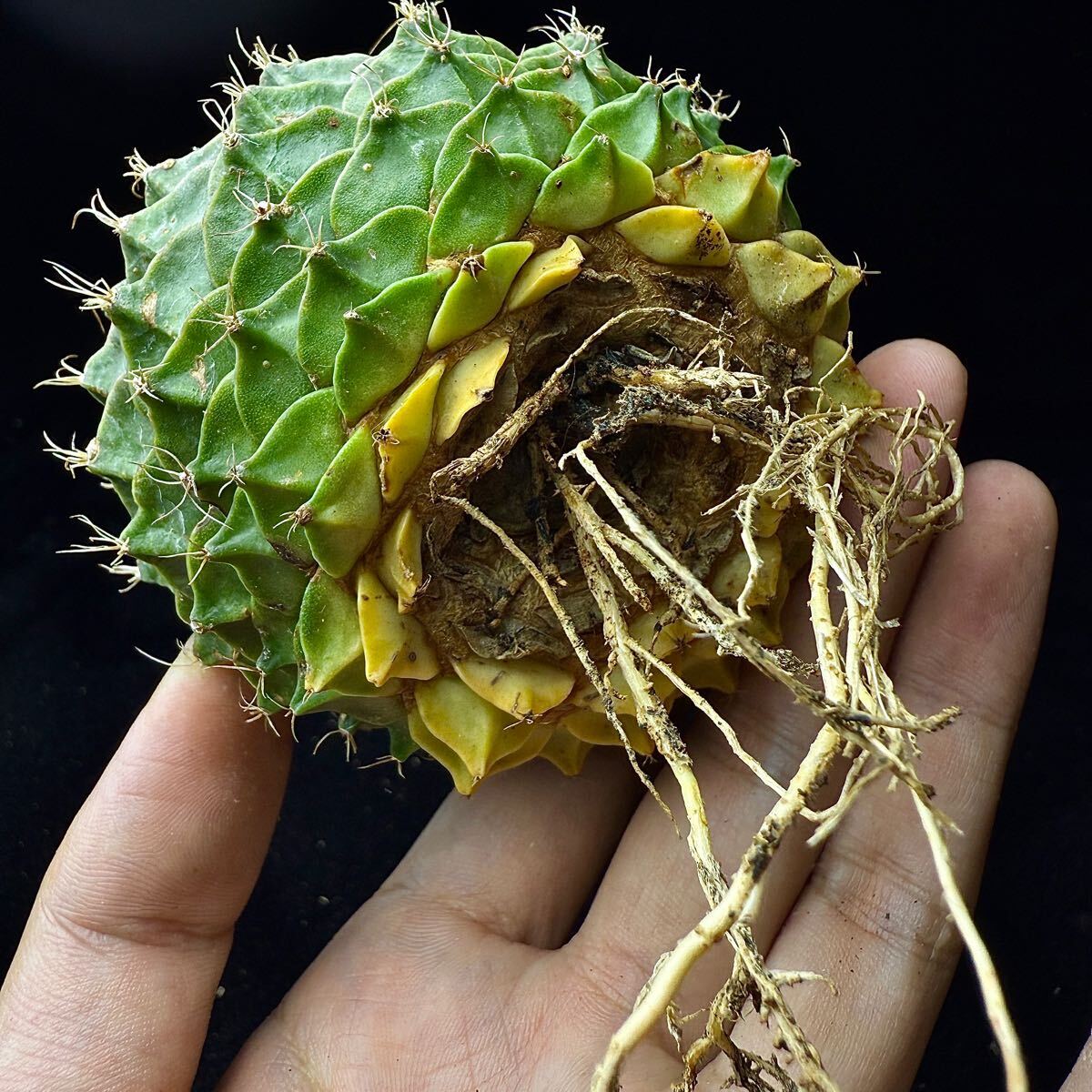 Yahoo!オークション - 248E オブレゴニア 帝冠Obregonia denegrii f.va...