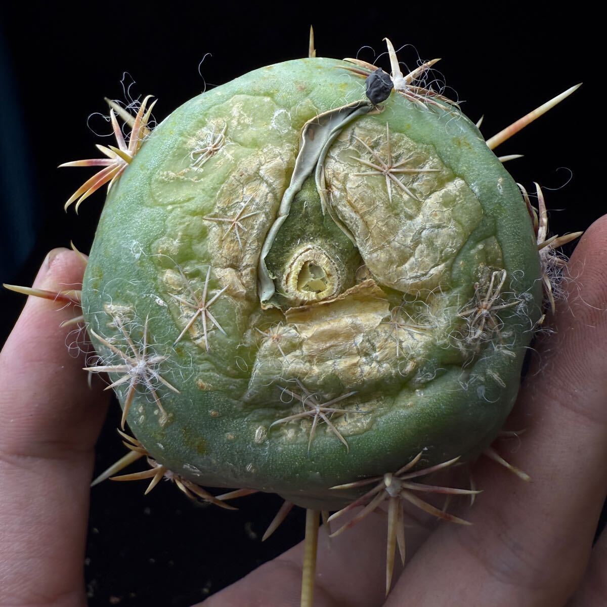 Yahoo!オークション - 124G テロカクタス 強棘 大紅鷹 Thelocactus het...