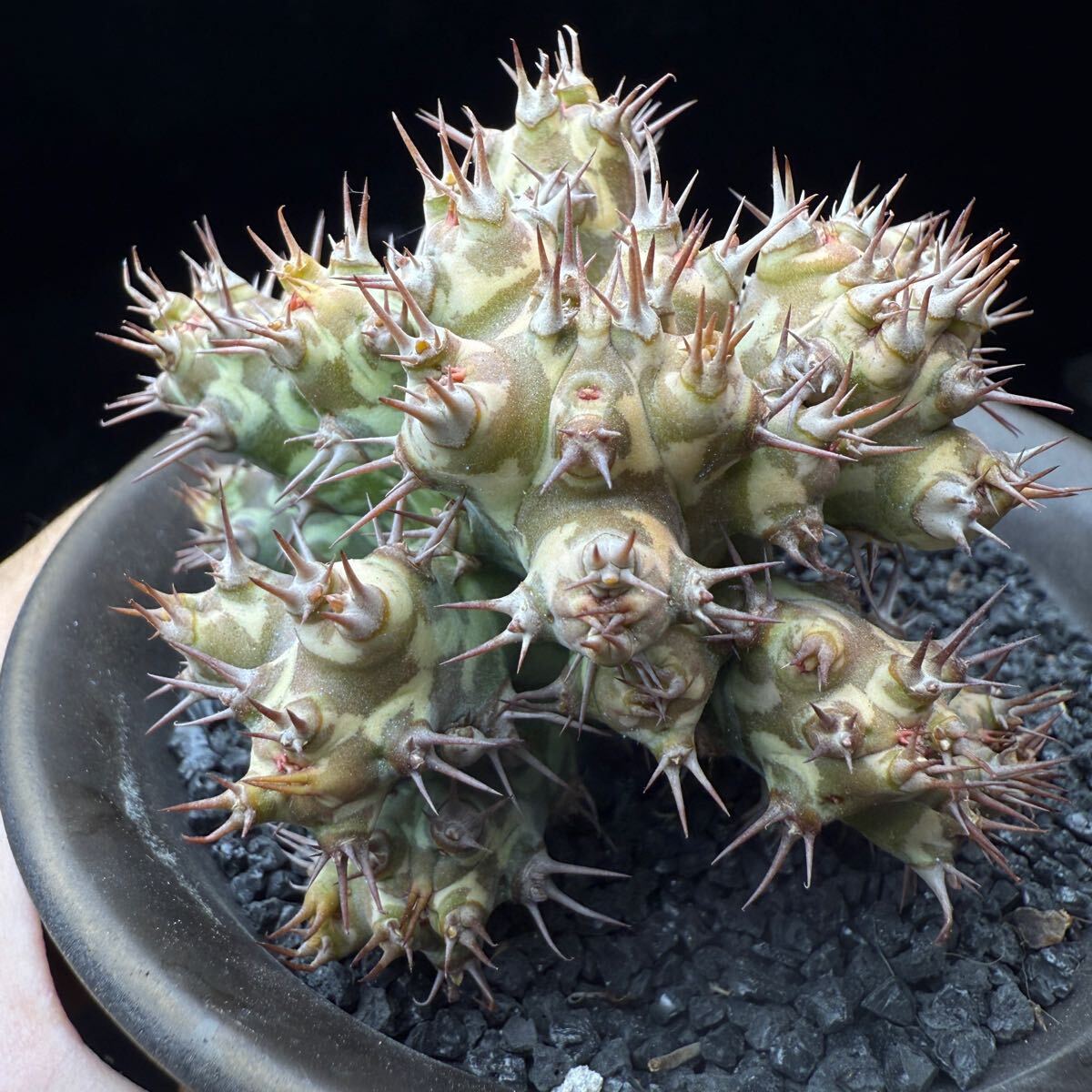 Yahoo!オークション - 133G 選抜株 ユーフォルビア ホルウーディ Eupho...