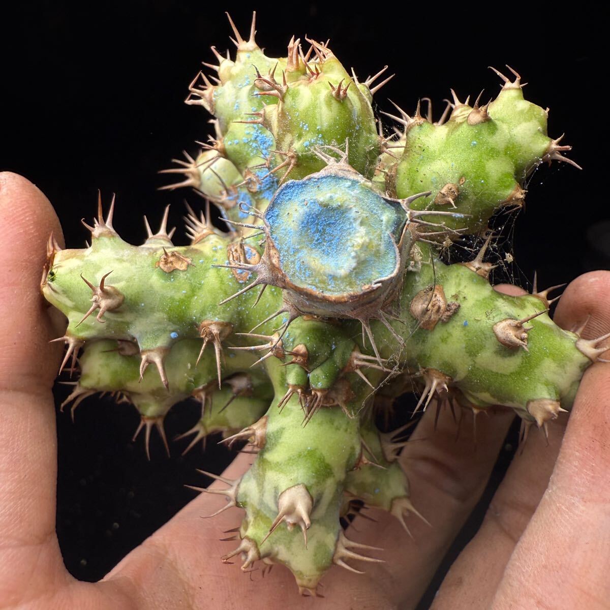 Yahoo!オークション - 133G 選抜株 ユーフォルビア ホルウーディ Eupho...