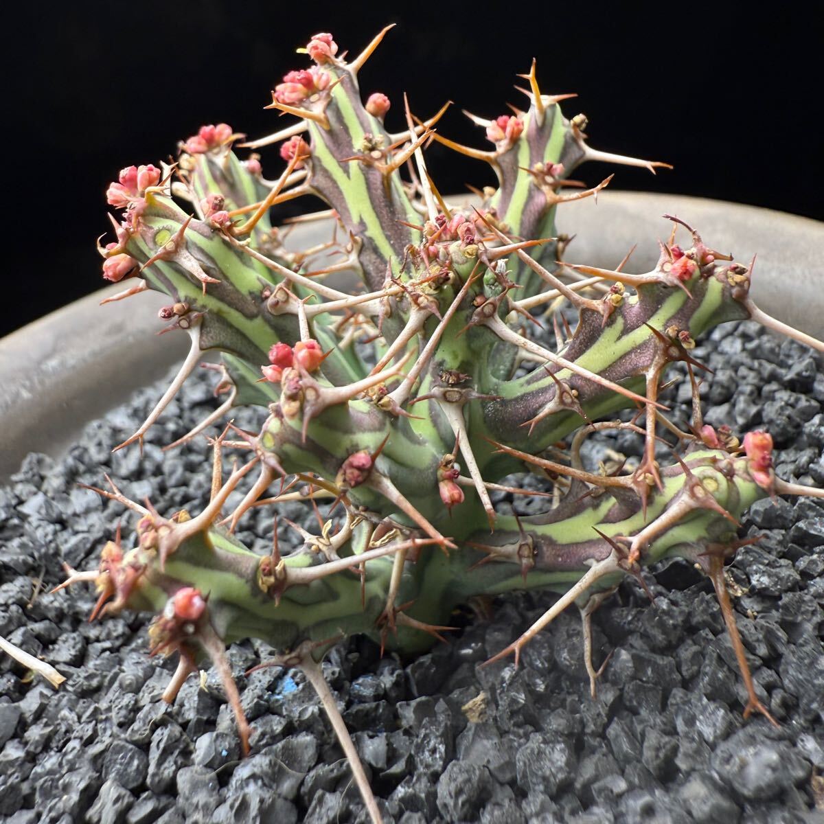 Yahoo!オークション - 136G 多肉植物 サボテン ユーフォルビア シザカ...