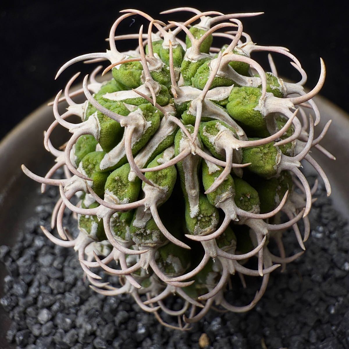 Yahoo!オークション - 147G サボテン 多肉植物 Euphorbia columnaris ...