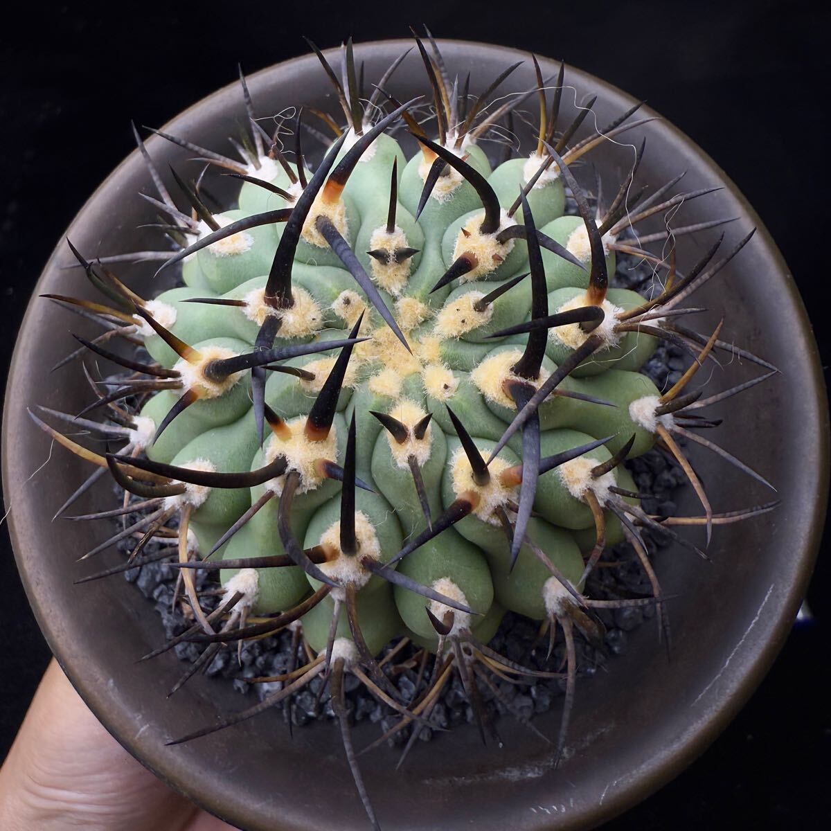 Yahoo!オークション - 161G 選抜株 エリオシケ 極光丸 Eriosyce cerati...