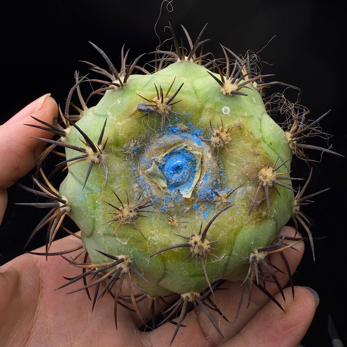 Yahoo!オークション - 161G 選抜株 エリオシケ 極光丸 Eriosyce cerati...