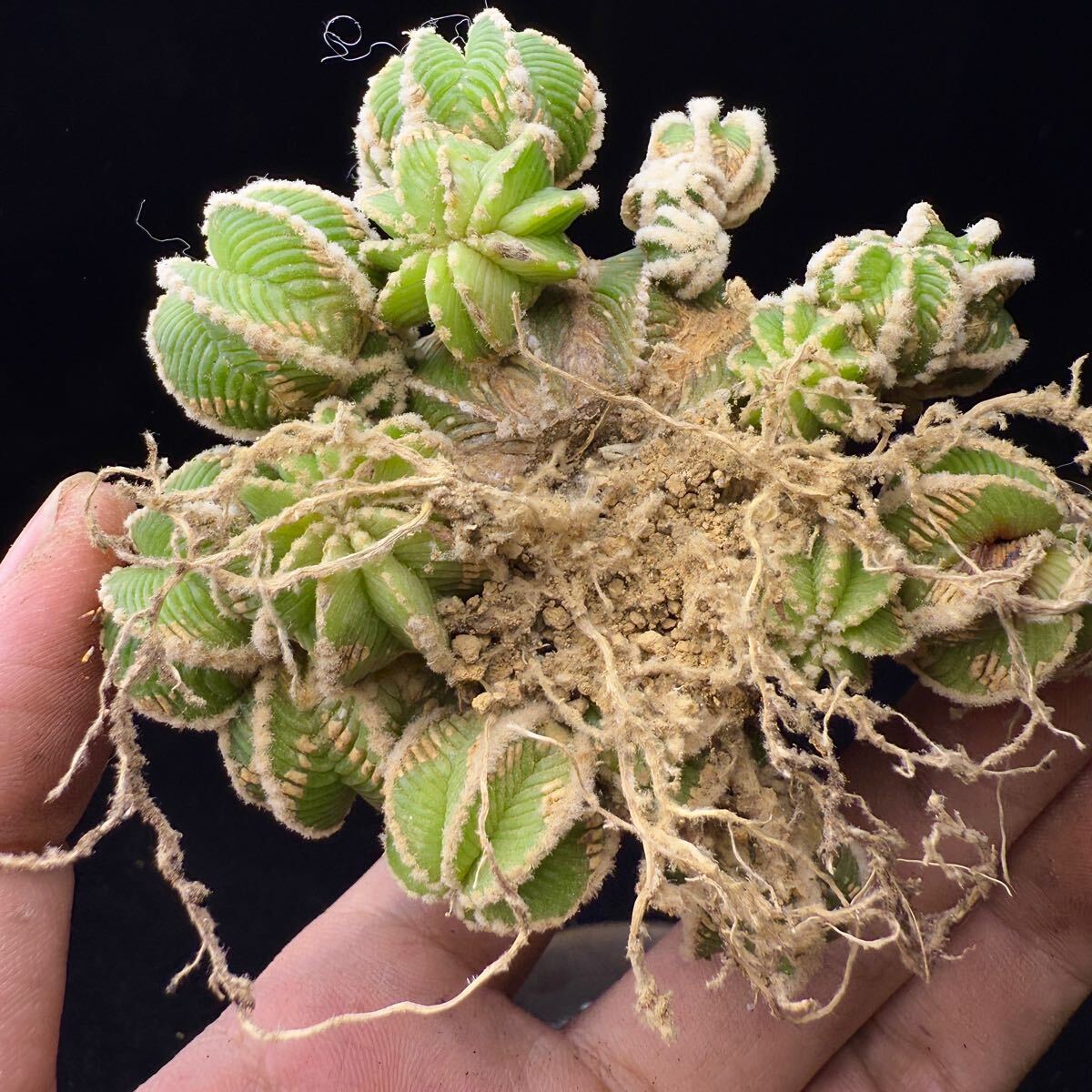 Yahoo!オークション - 184G サボテン 多肉植物 ヒントニー Aztekium hi...